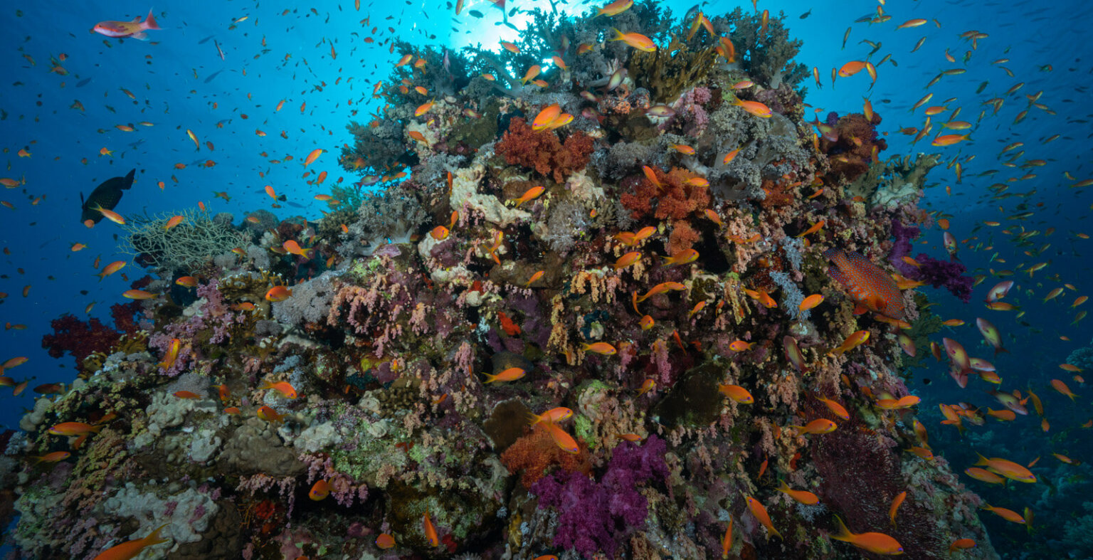 Camel Dive Club & Hotel -> Red Sea diving holiday in Sharm El Sheikh