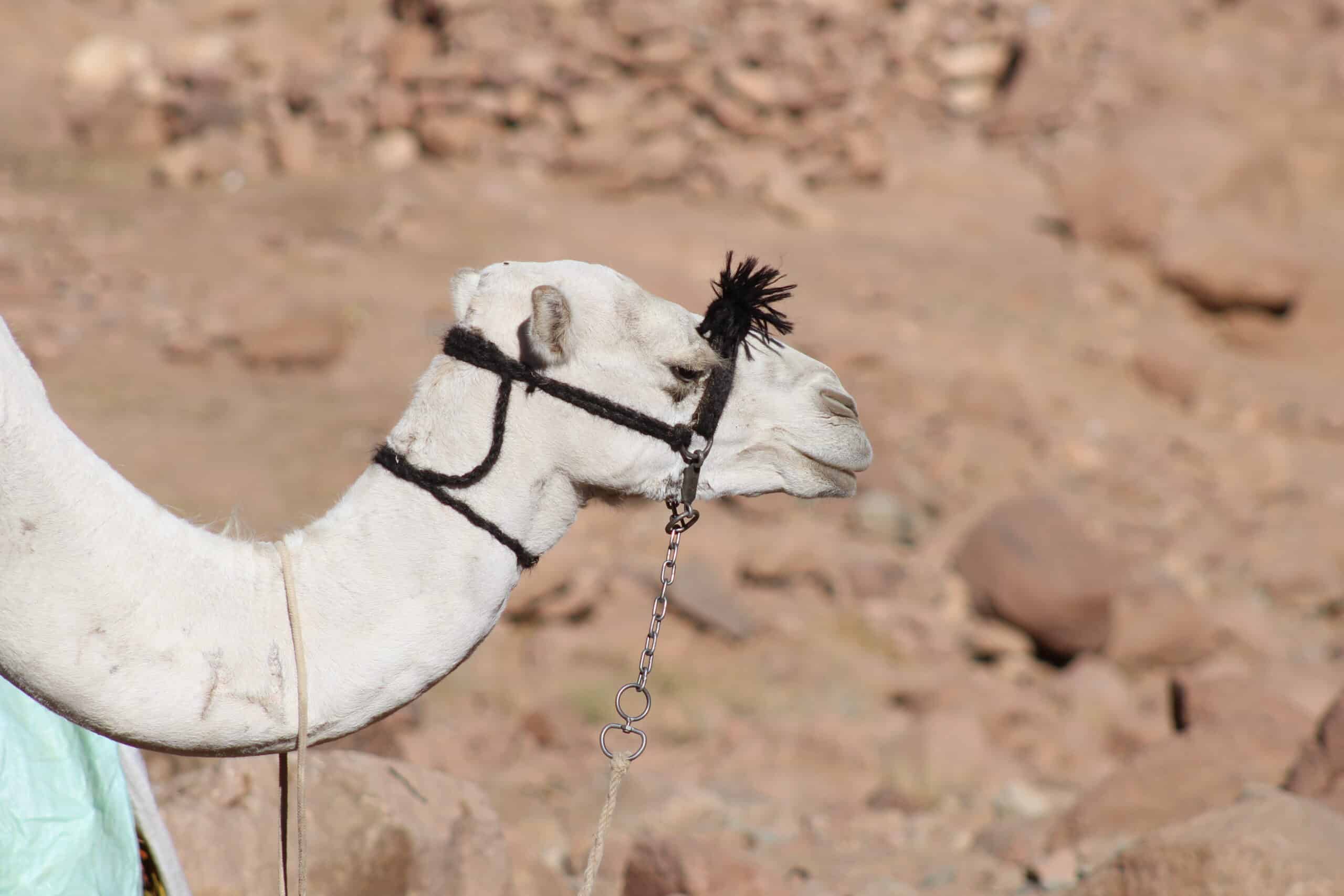 Diving in Dahab - The Blue Hole - Camel Dive Club & Hotel