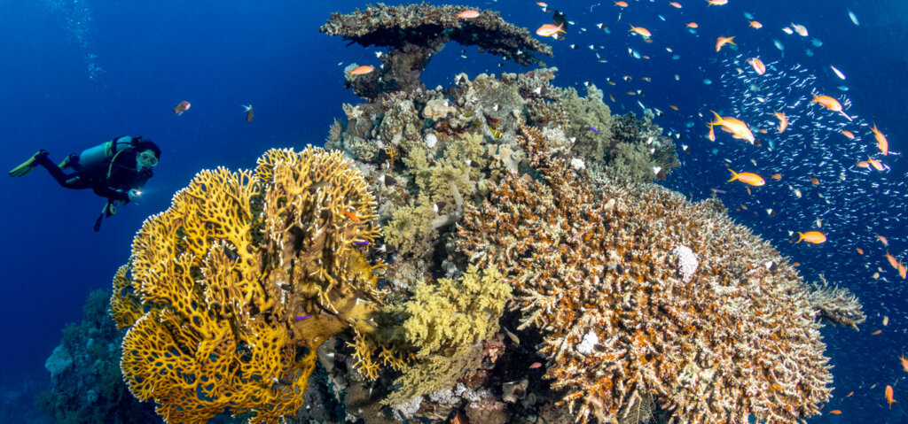 Camel Dive Club & Hotel -> Red Sea diving holiday in Sharm El Sheikh