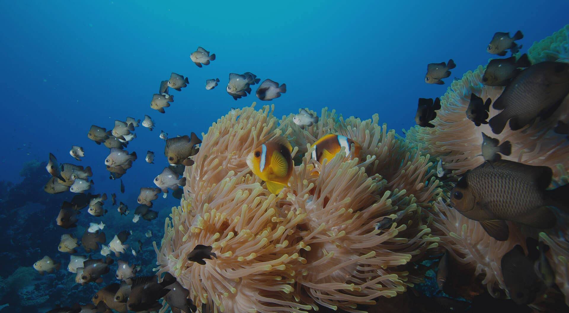 Camel Dive Club & Hotel - Camel Dive Club & Hotel