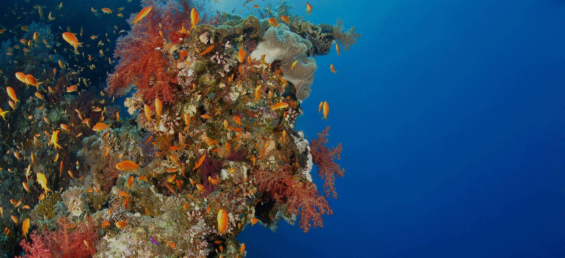 Camel Dive Club & Hotel - Camel Dive Club & Hotel